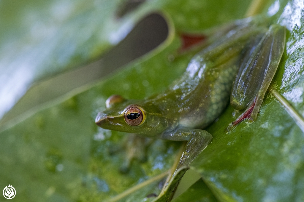 Dulit Flying Frog from Sarawak, 马来西亚 on October 19, 2019 at 09:40 AM by ...