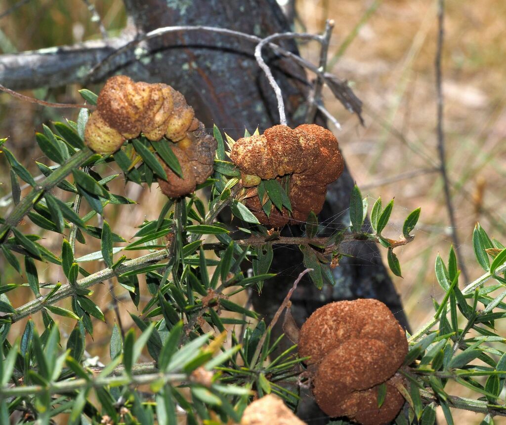 wattle gall rusts from Adventure Bay TAS 7150, Australia on December 25 ...