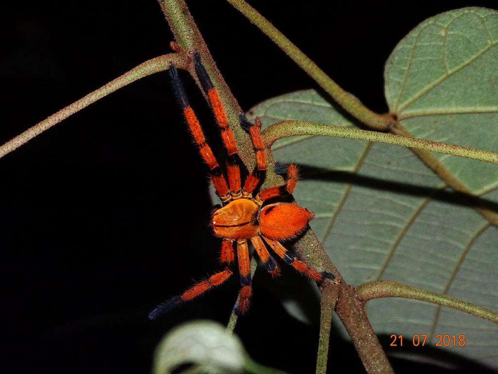 Orange huntsman spider from Green Hills, Cayo District, Belize on July ...