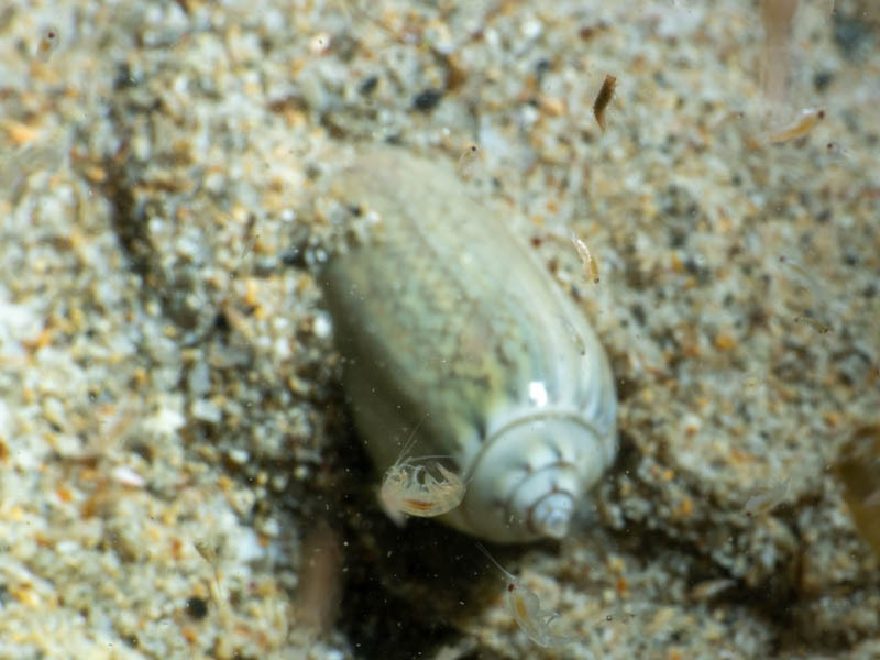 Netted Olive from Horseshoe Bay, Bowen, QLD, Australia on November 14 ...