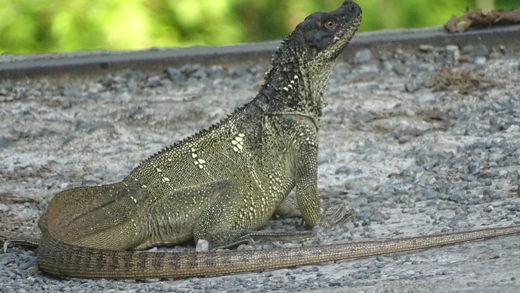 Makassar Sailfin Lizard from XMHH+PGW, Jenetaesa, Kec. Simbang ...
