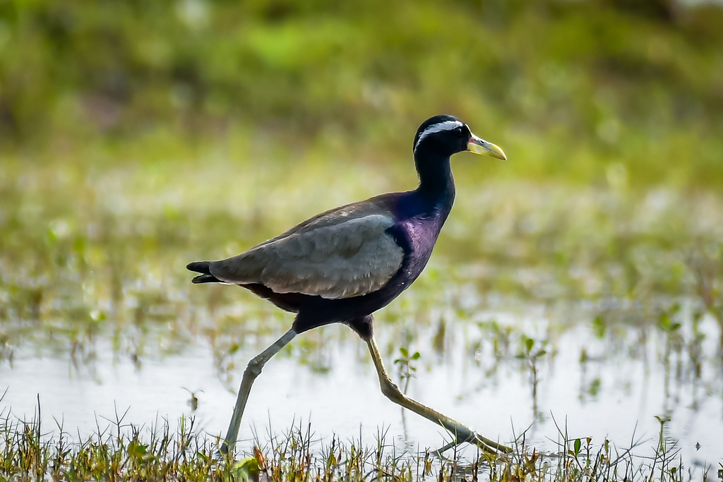 Bronze-winged Jacana from Serkatola, Maharashtra, India on February 14 ...