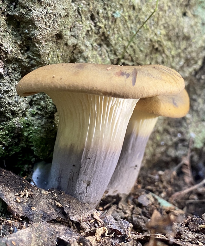 ghost fungus from Alpine National Park, Bogong, VIC, AU on February 23 ...