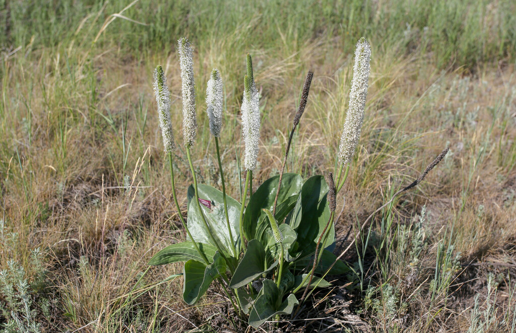 Plantago maxima from Астраханский район, 020000, Казахстан on June 16 ...