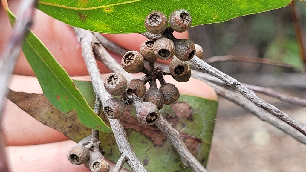broad-leaved stringybark from Chermside West QLD 4032, Australia on ...