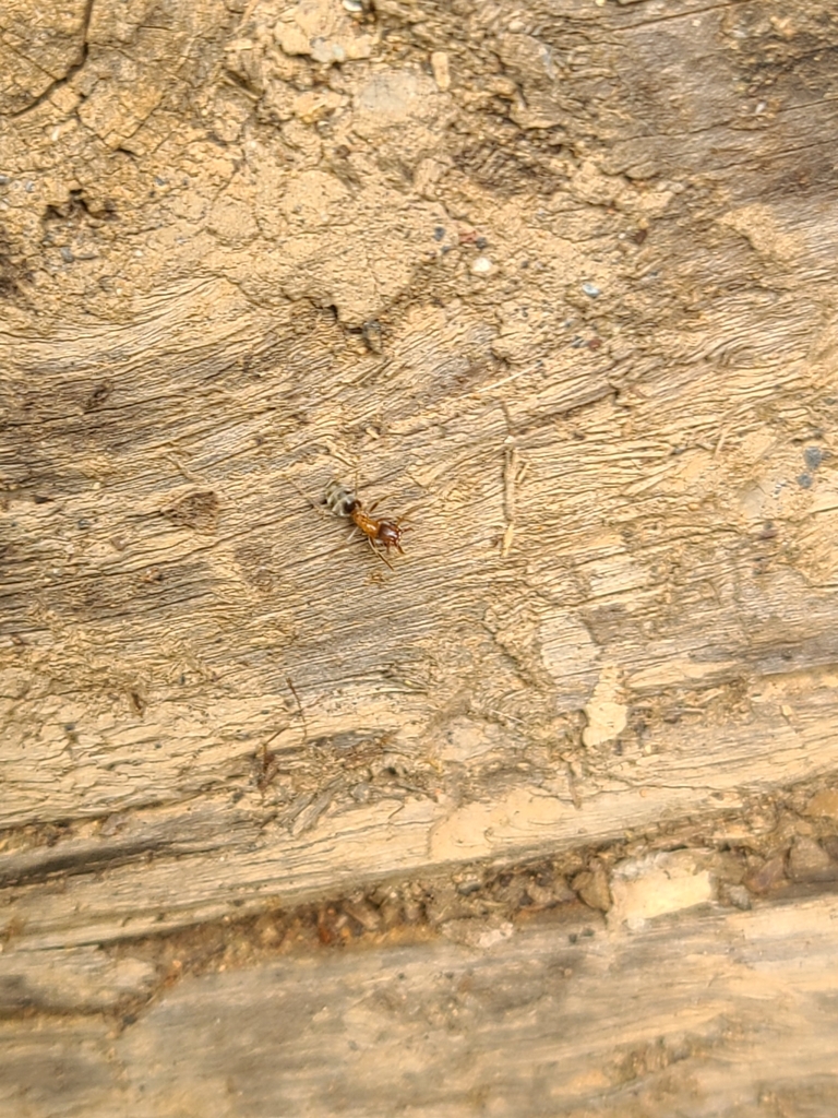 Western Velvety Tree Ant from Mill Valley, CA 94941, USA on February 23 ...