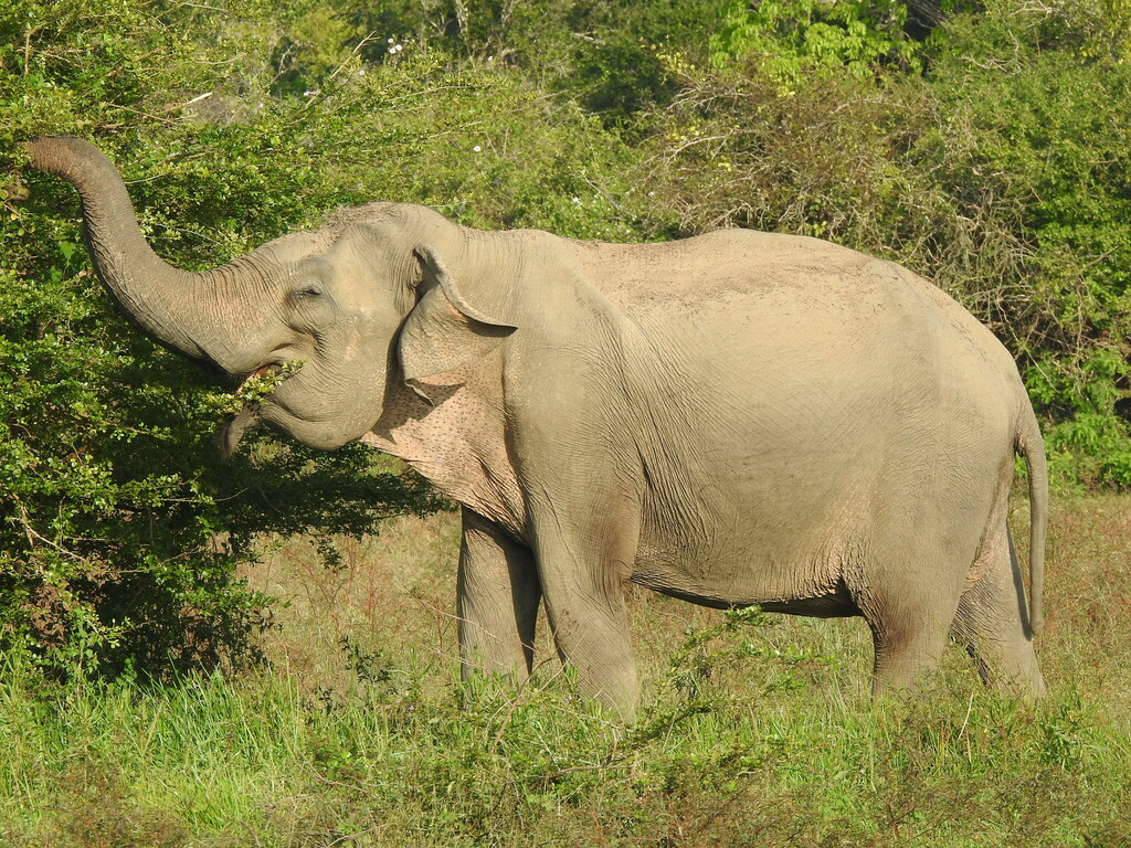 Sri Lankan Elephant in February 2024 by Allan Lugg · iNaturalist
