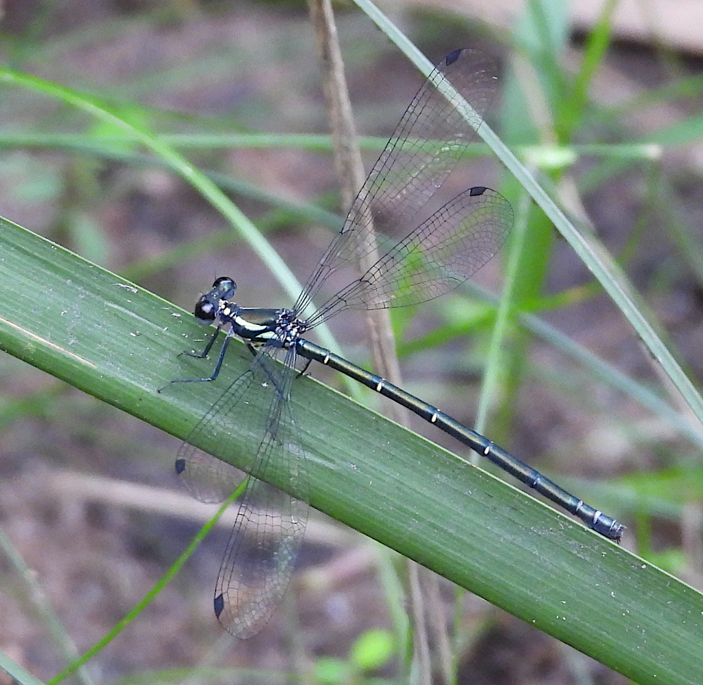 Common Flatwing from Brian Battersby Park, Arana Hills QLD 4054 ...