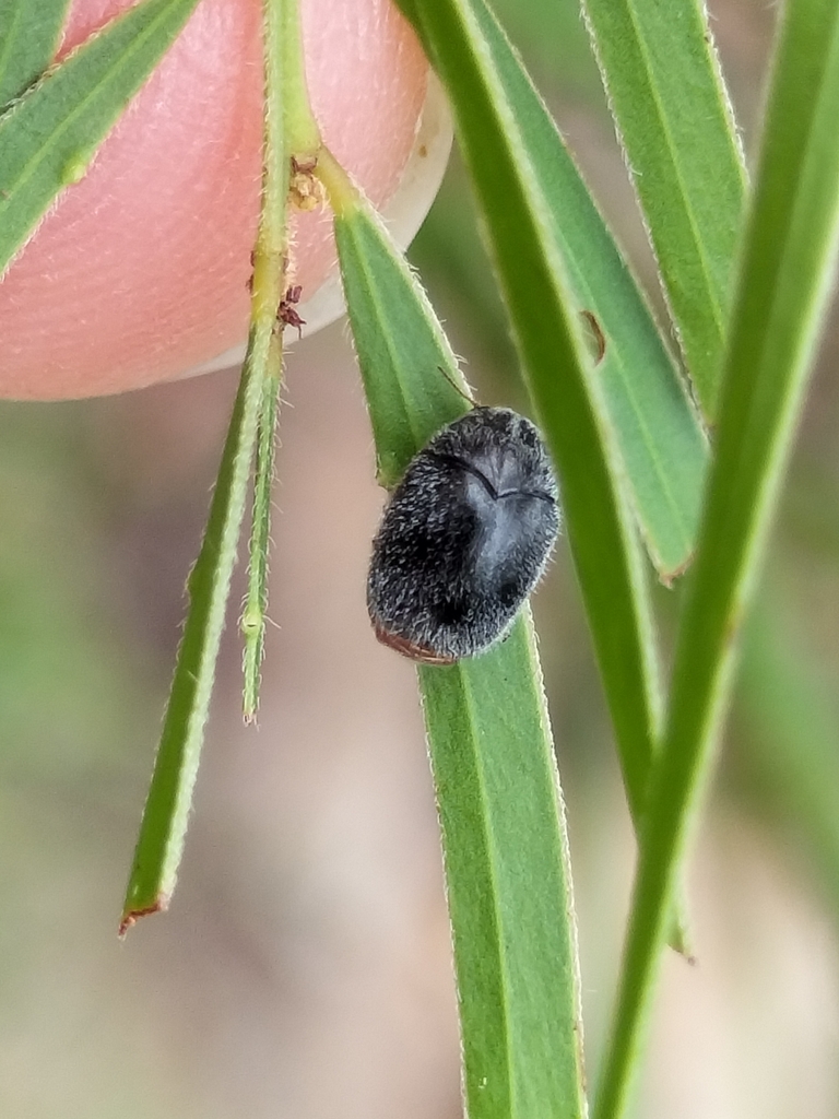 Cucujiform Beetles from McDowall QLD 4053, Australia on February 24 ...