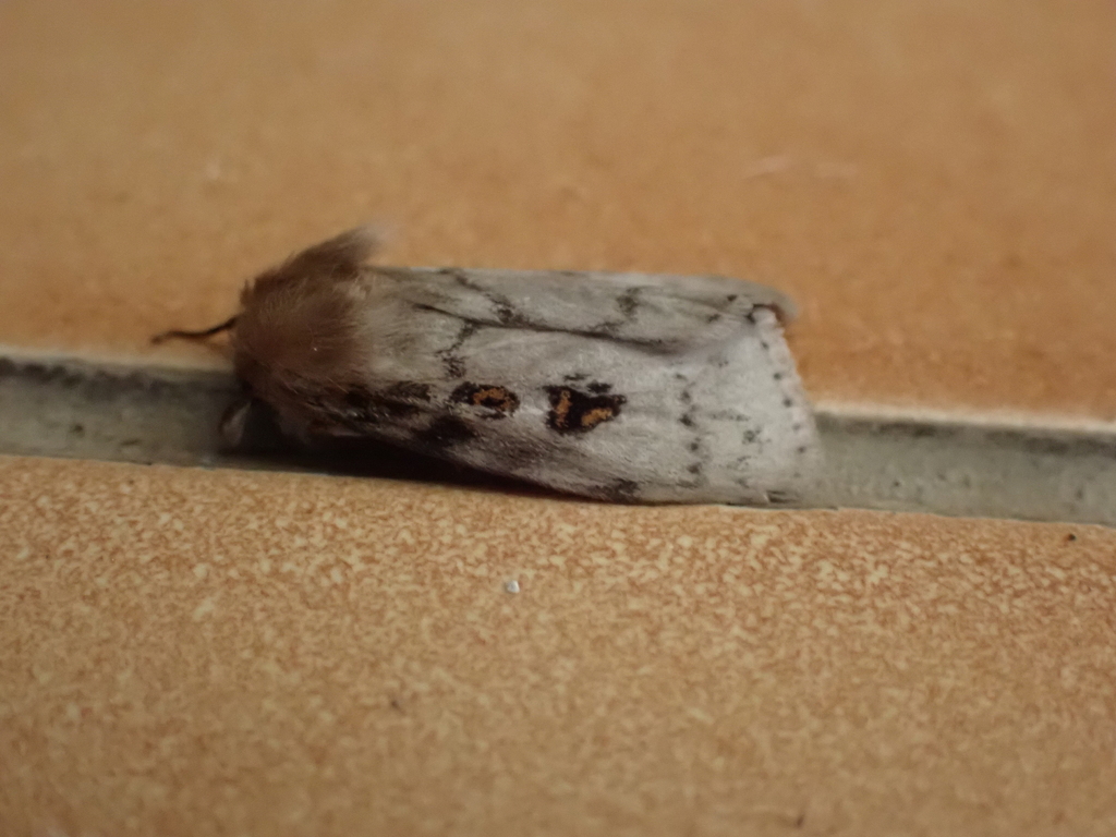 White Cedar Moth from Echuca VIC 3564, Australia on February 23, 2024 ...