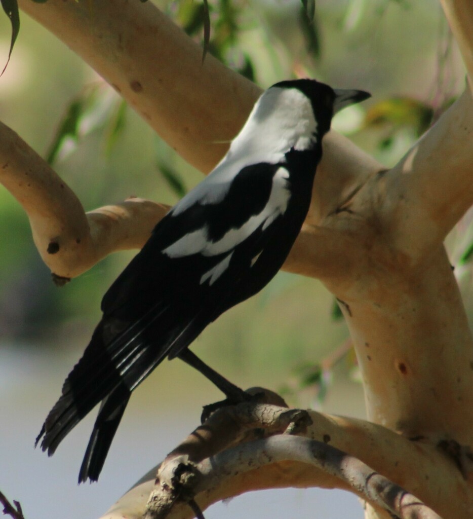 Australian Magpie from Lake Cockatoo SA 5271, Australia on February 24 ...
