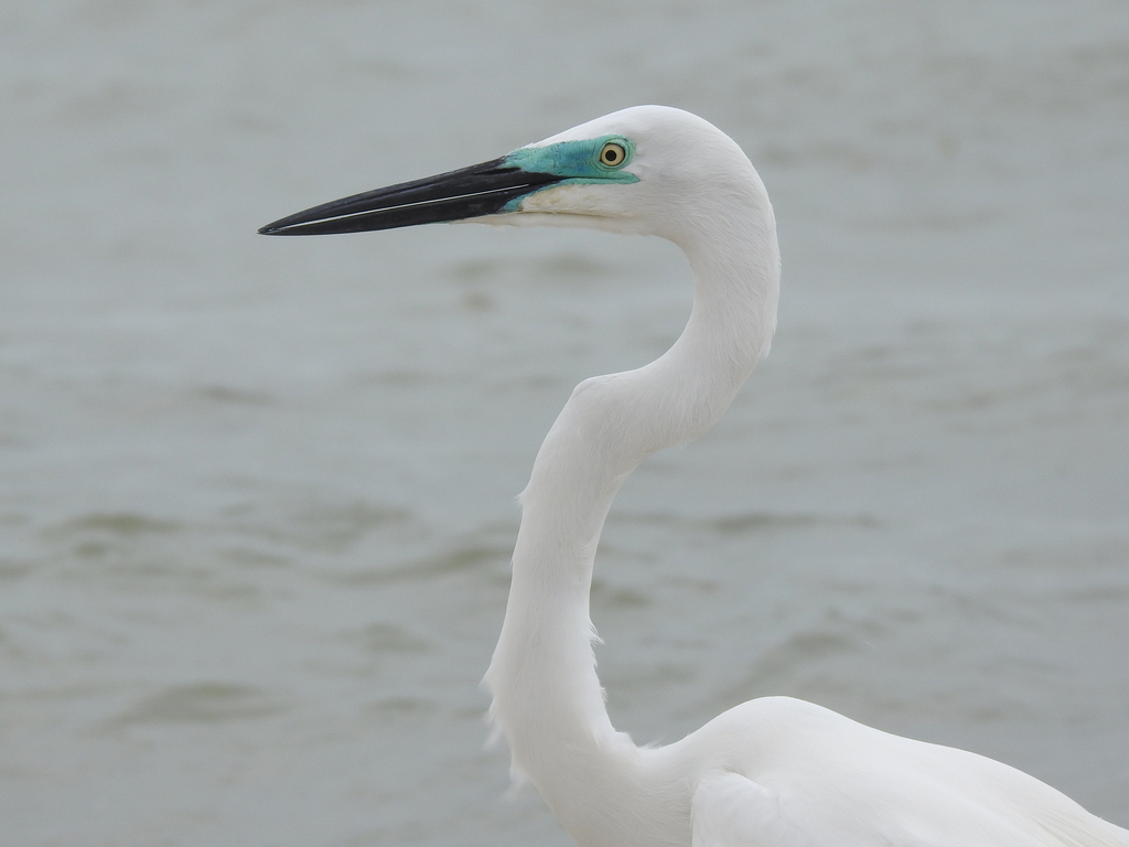 Great Egret (Birds of Montserrat) · iNaturalist