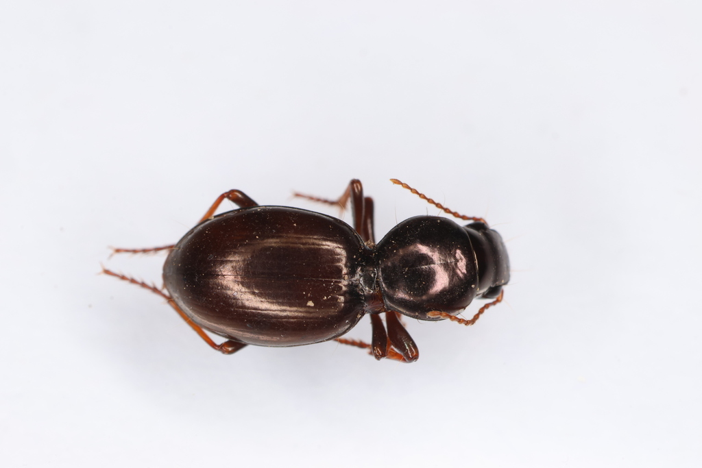 Broscinae from Boonanarring WA 6503, Australia on November 3, 2023 at ...