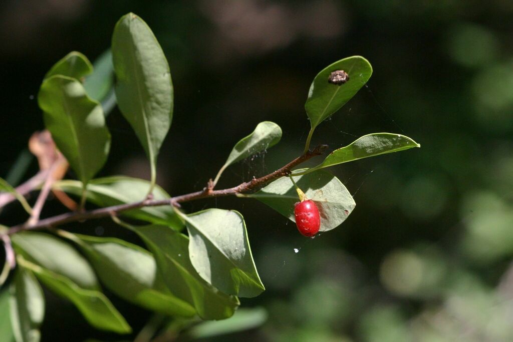 Zambezi Coca Tree from Katombora Islands, Kazungula, Zambia on April 26 ...