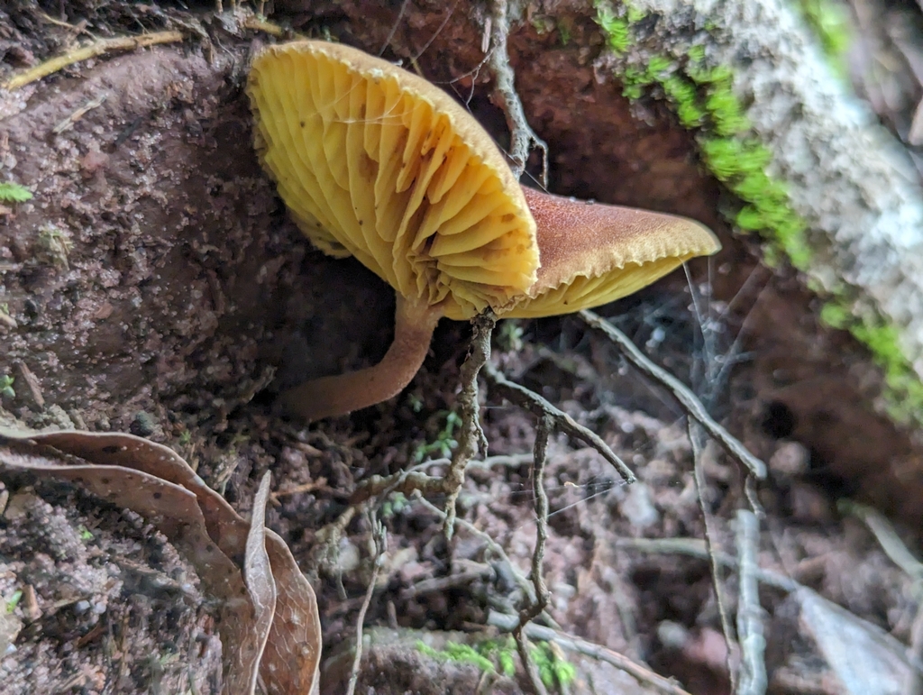 Phylloporus from Litchfield Park NT 0822, Australia on February 24 ...