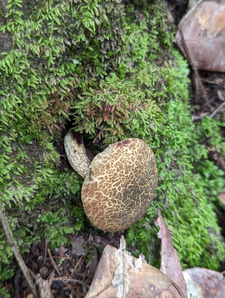 Austroboletus austrovirens from Litchfield Park NT 0822, Australia on ...