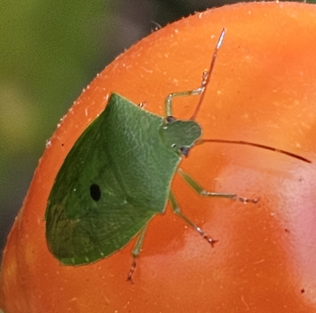 Green potato bug from Upwey VIC 3158, Australia on February 24, 2024 at ...