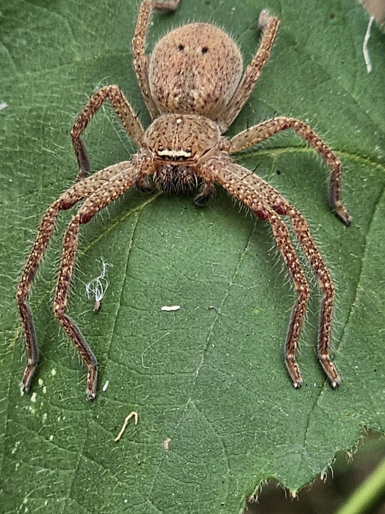 Badge Huntsman Spiders from Upwey VIC 3158, Australia on February 24 ...