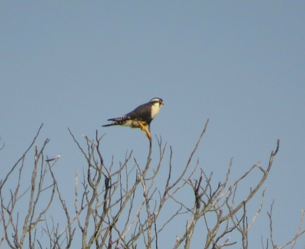 Aplomado Falcon from Chapada dos Guimarães - State of Mato Grosso ...