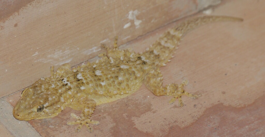 Moorish Gecko in February 2024 by Tomeu Bosch · iNaturalist
