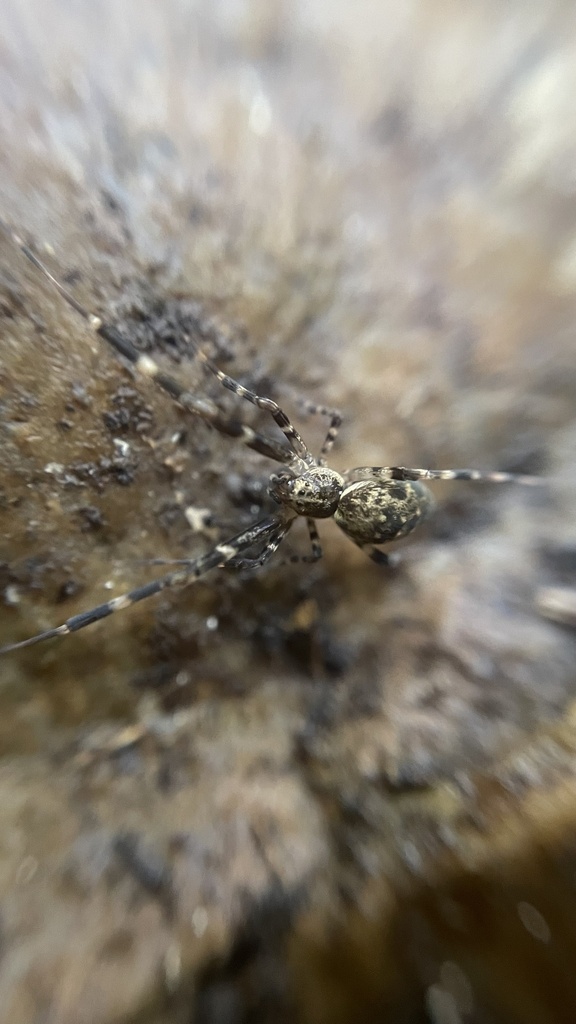 Hackled Orbweavers in February 2024 by tofuinsect · iNaturalist