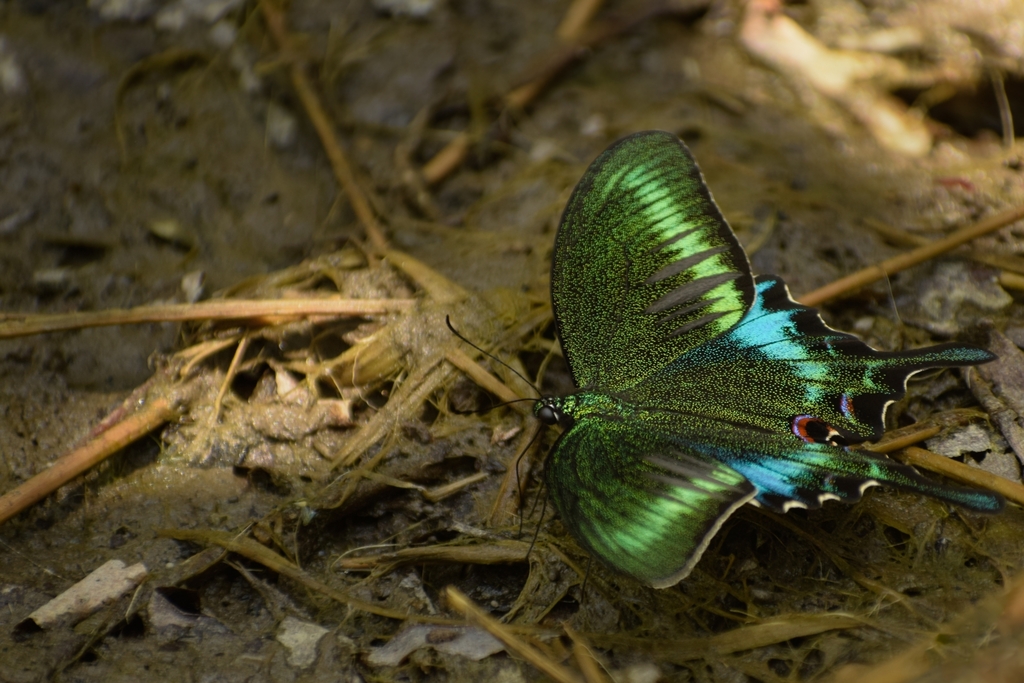 Papilio polyctor from Lunapani, Himachal Pradesh 175021, India on June ...