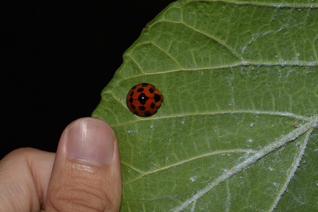 Giant Bamboo Ladybird from Taytay, 1920 Rizal, Philippines on February ...
