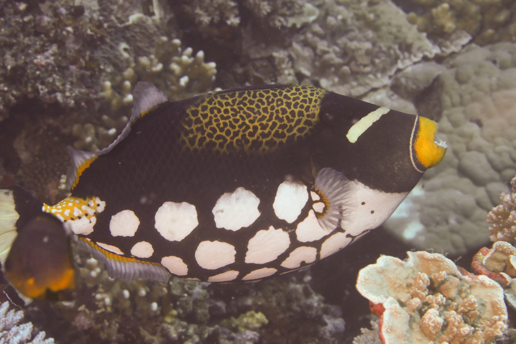 Clown Triggerfish from Ra, Western, Fiji on February 11, 2024 at 01:41 ...