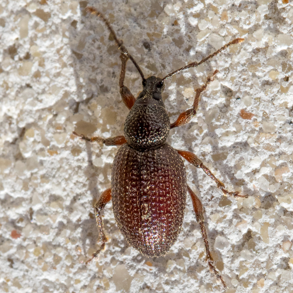 Cribrate Weevil from 17550 Dolus-d'Oléron, France on October 14, 2021 ...
