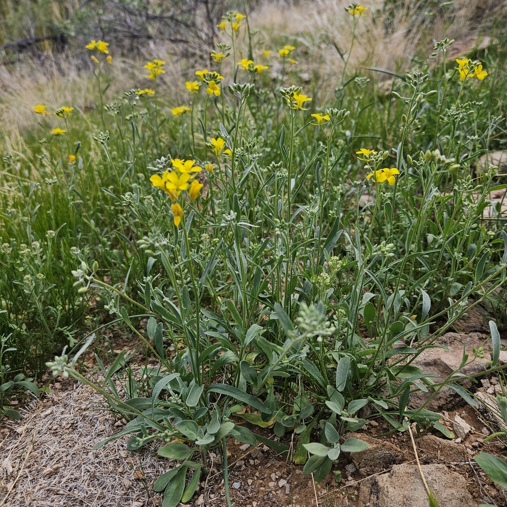 Moapa Bladderpod from Ajo, AZ 85321, USA on February 23, 2024 at 12:57 ...