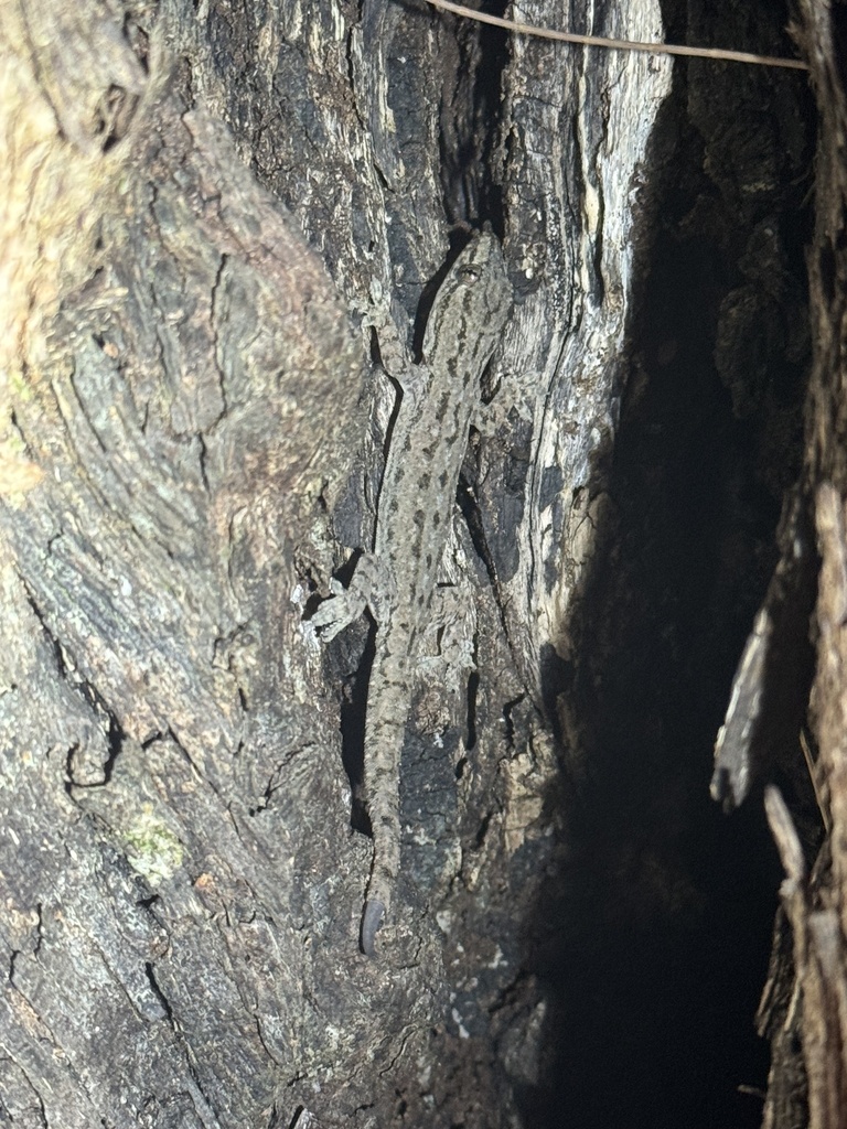 Hokou Gecko from Uechi, Okinawa, Okinawa, JP on February 24, 2024 at 07 ...