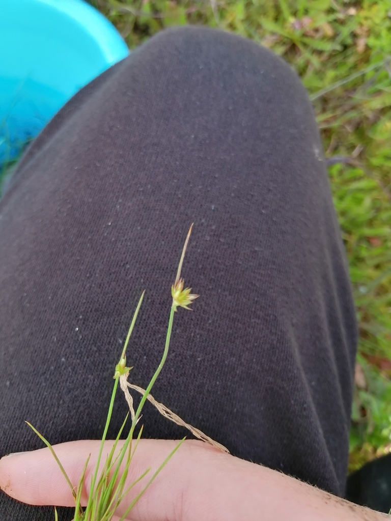 dwarf rush from 8670-156 Vale da Telha, Portugal on February 24, 2024 ...