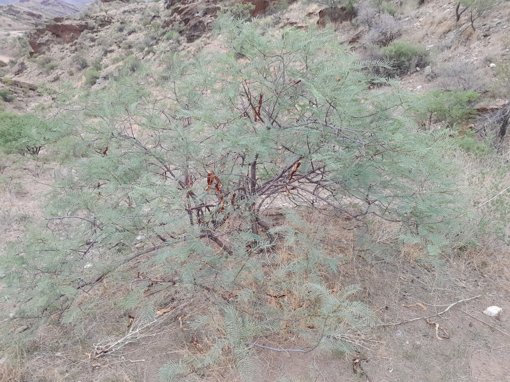 Skewleaf Elephant Root in February 2024 by Nogga_Eugene · iNaturalist