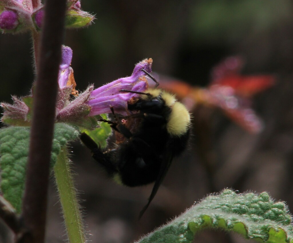 Fog-belt Bumble Bee in February 2024 by Darrell K Moore · iNaturalist
