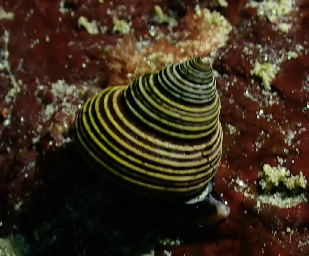 Blue-Ringed Top Snail from Pt. Lobos on February 23, 2024 at 12:25 PM ...