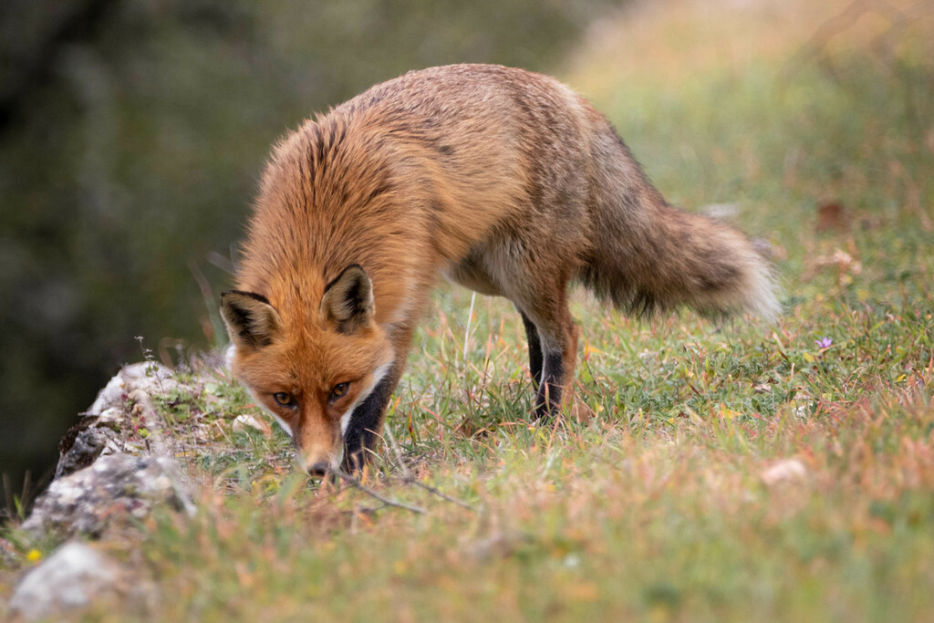European Red Fox from Western Greece, Greece on February 24, 2024 at 02 ...