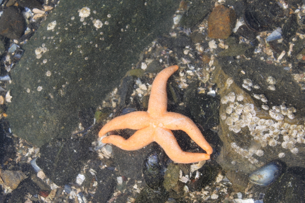 Northern Blood Star from Tuguro-Chumikanskiy rayon, RU-KH, RU on August ...