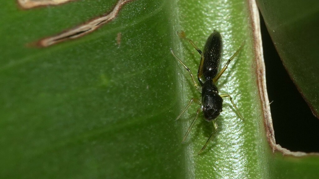 Ant-like Jumping Spiders from Amboli Bio-diversity Park on January 30 ...