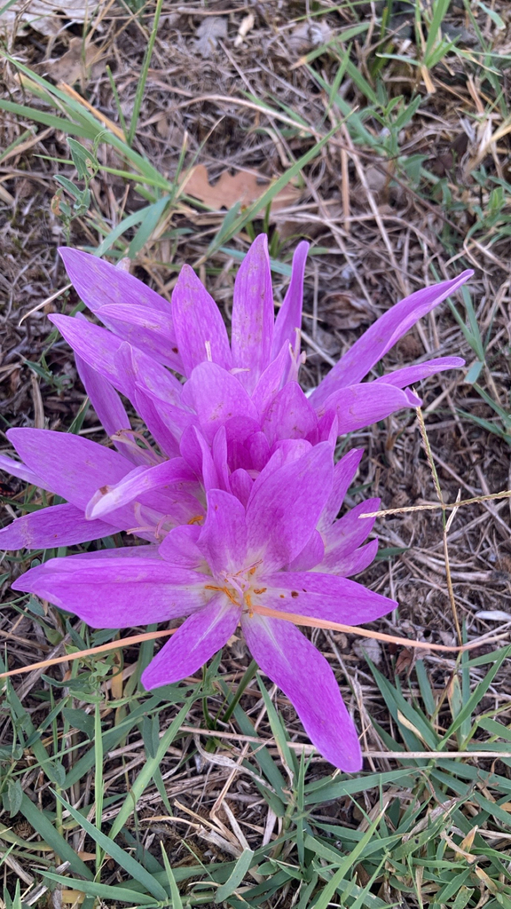 Autumn Crocus Complex from Borgo San Lorenzo on September 18, 2023 at ...