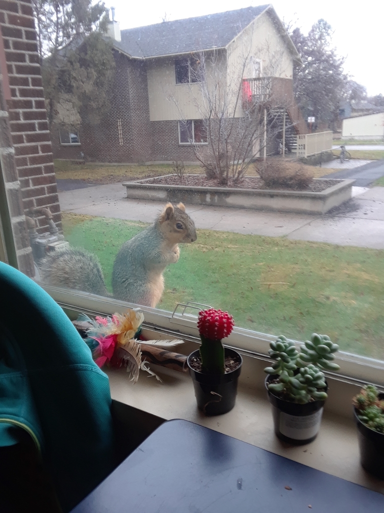 Fox Squirrel from 601 Pioneer Ct N, Missoula, MT 59801, USA on April 10 ...