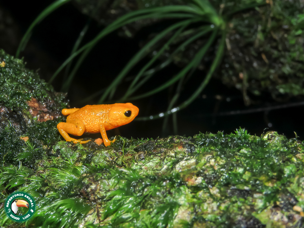 Pearly Pumpkin Flea Toad from Reserva Biológica do Tinguá - ICMBio ...