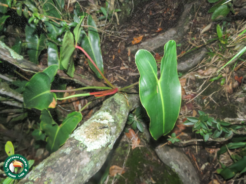 Philodendron inops · iNaturalist Mexico