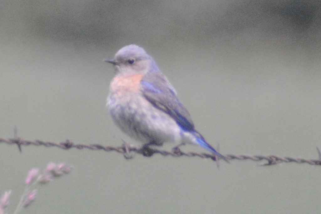(Sialia mexicana occidentalis) - Avian Discovery