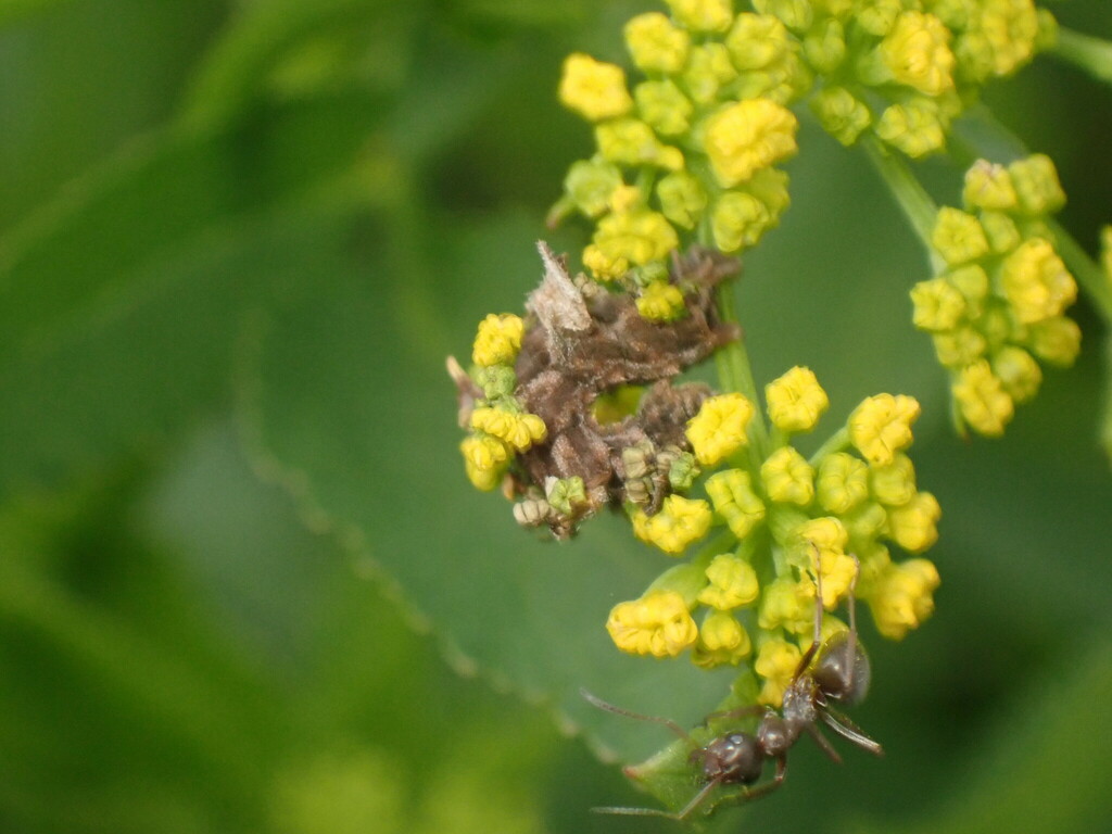 Wavy-lined Emerald in May 2022 by Angus Mossman. in 25-yr old prairie ...