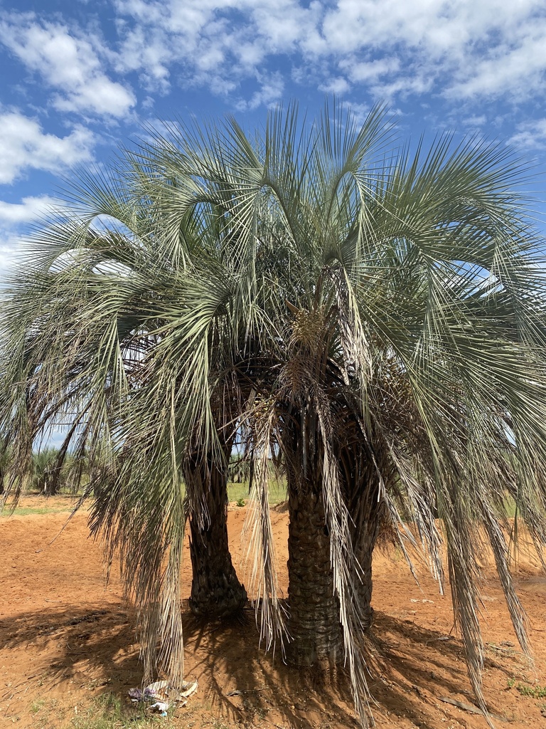 Butia noblickii from Paso de los Libres, Corrientes, AR on February 24 ...