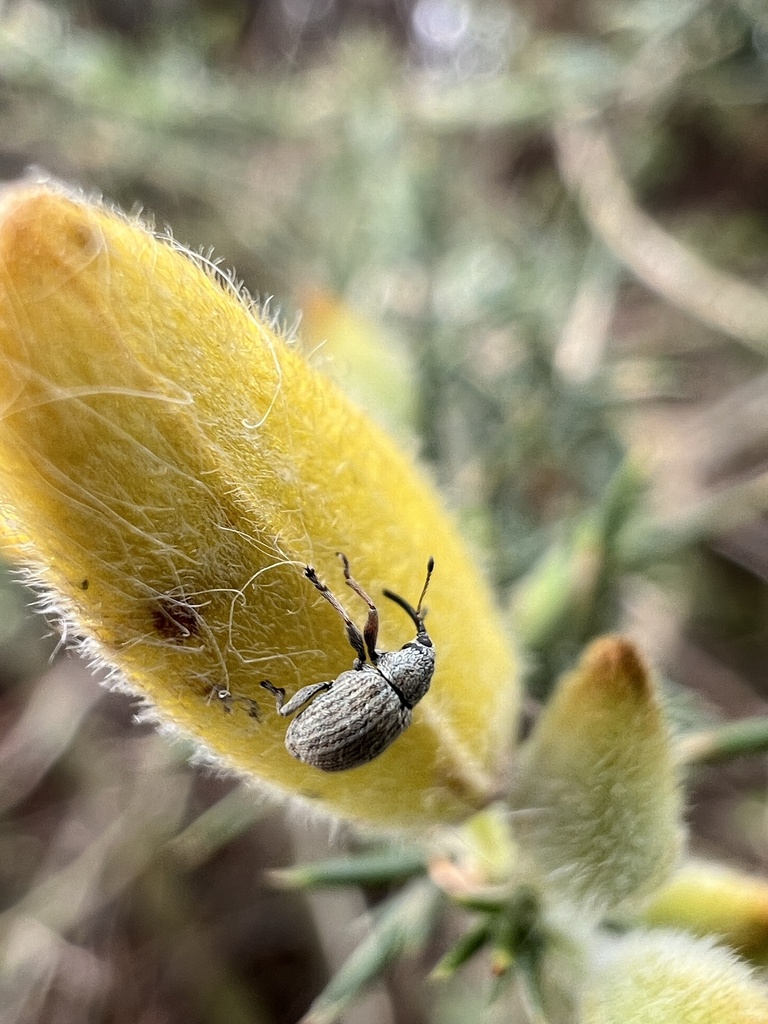 Gorse Seed Weevil from Waltham Forest, London, England, GB on February ...