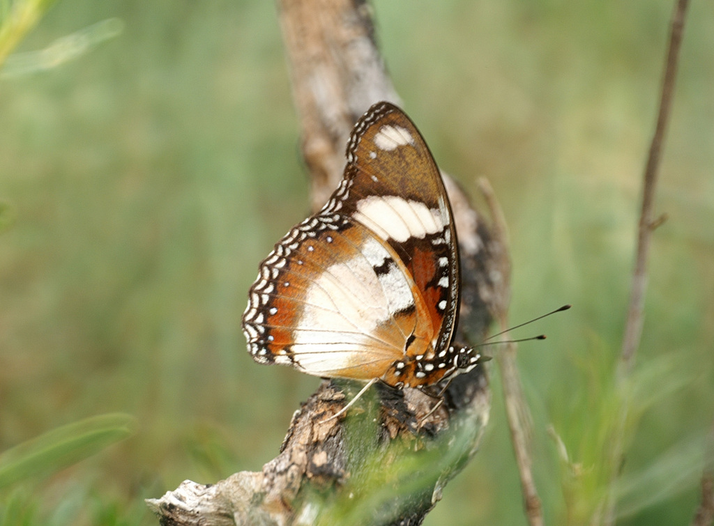 Danaid Eggfly from Monroe County, FL, USA on November 07, 2006 at 11:21 ...