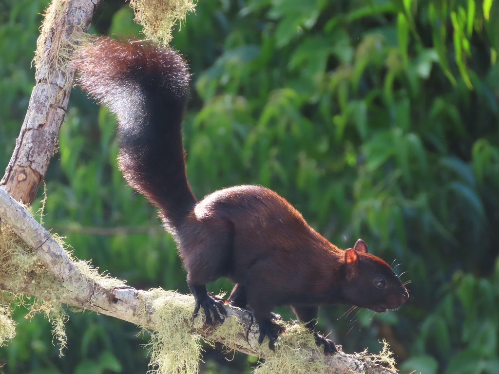 Variegated Squirrel from Paraíso, Provincia de Chiriquí, Panamá on ...