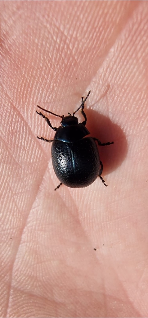 Chrysolina from 6VCW+22, Prosotsani 662 00, Greece on January 19, 2024 ...