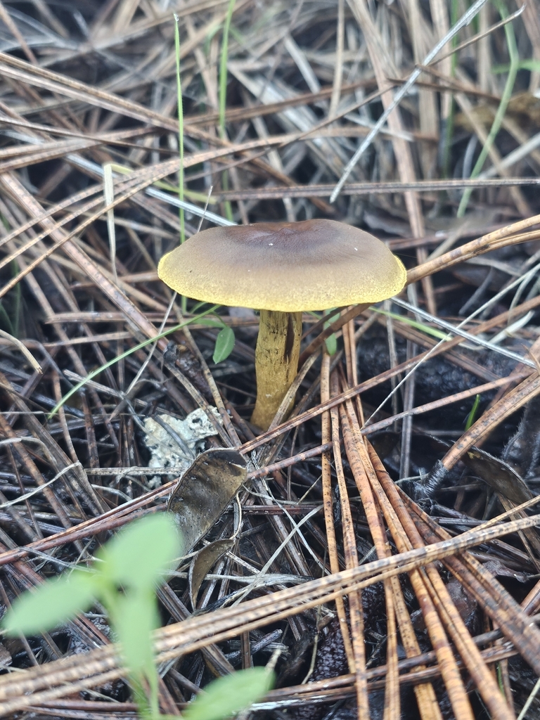 saffron webcap from Auburn, CA 95603, USA on January 1, 2024 at 11:49 ...